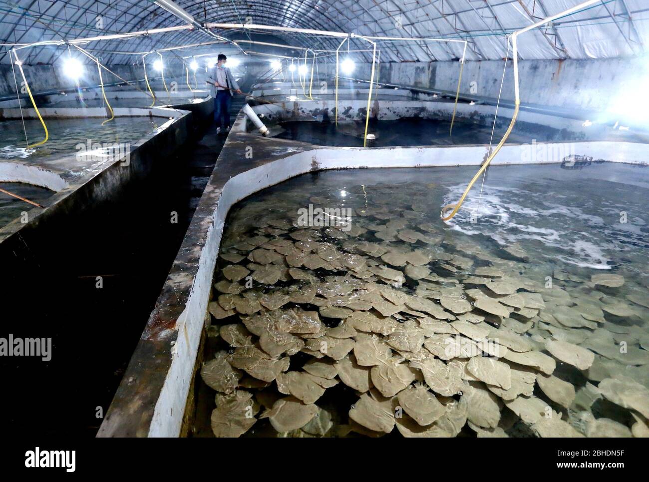 Qingdao, China's Shandong Province. 25th Apr, 2020. A fisherman checks ...