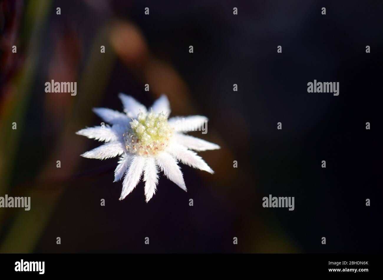 Australian native Lesser Flannel Flower, Actinotus minor, family ...