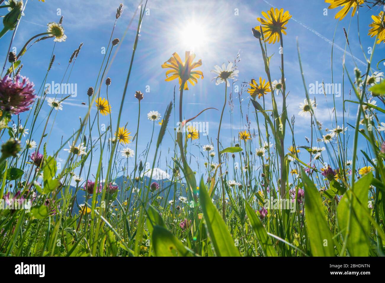 Spring close up banner hi-res stock photography and images - Alamy