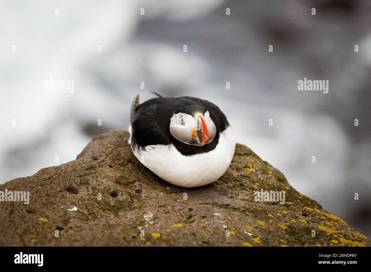 The beautiful Puffin a rare bird specie photographed in Iceland Stock ...
