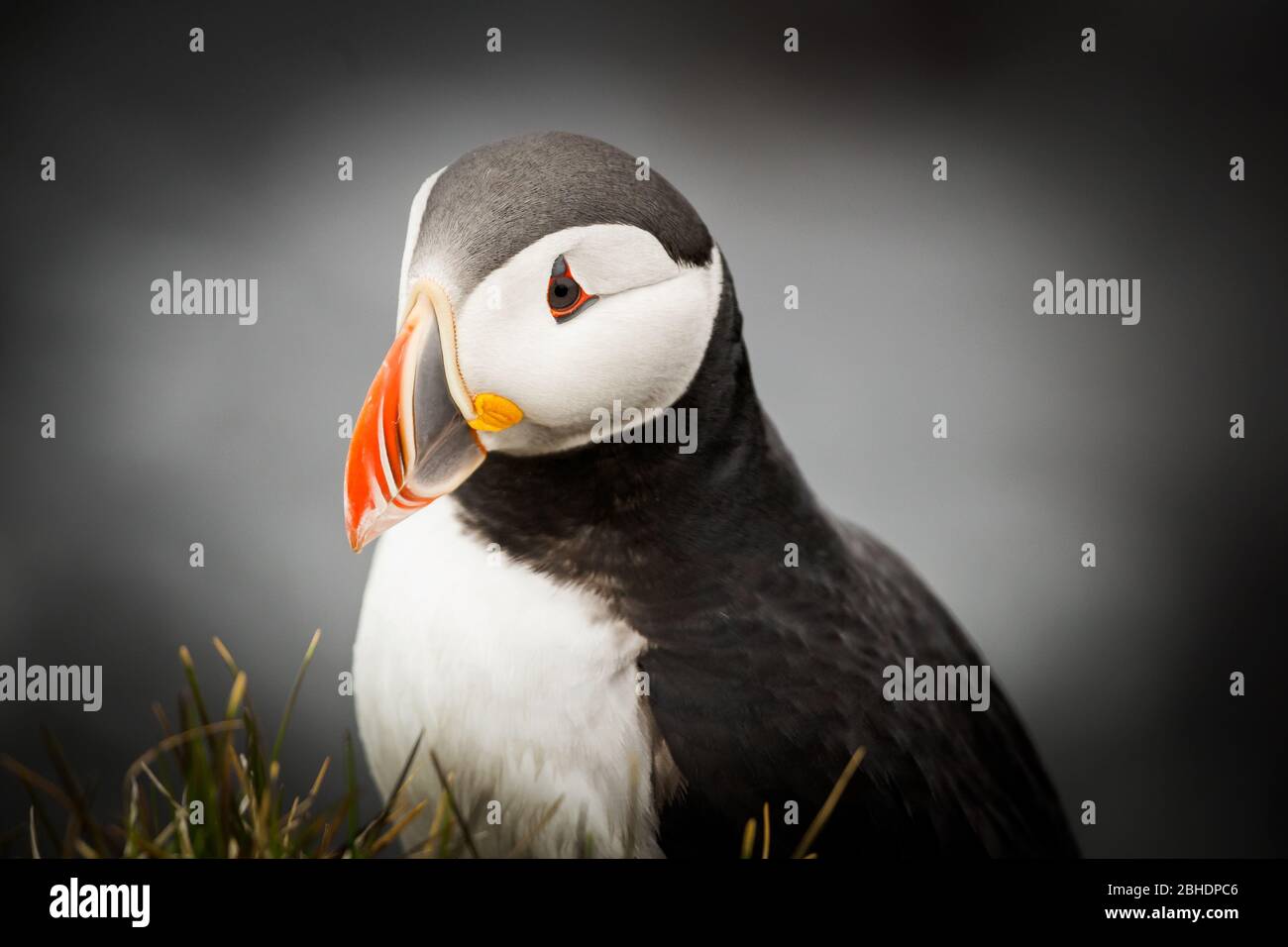The beautiful Puffin a rare bird specie photographed in Iceland Stock ...