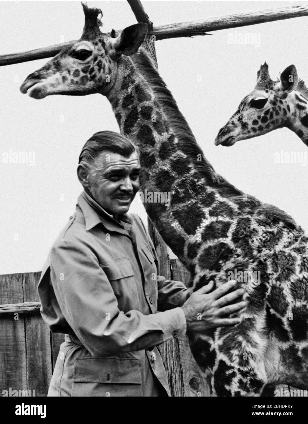 Mogambo High Resolution Stock Photography and Images - Alamy