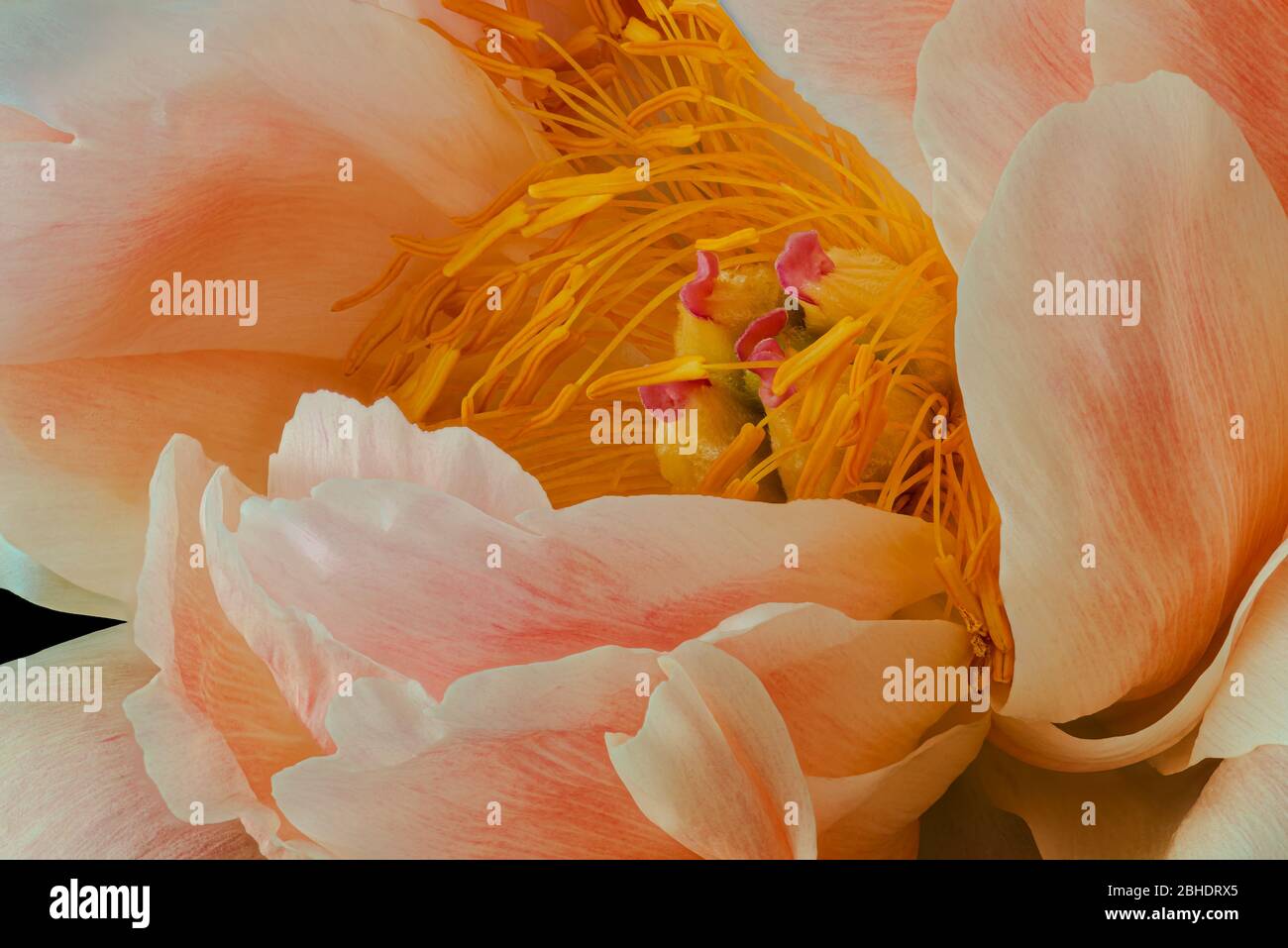 orange pink white yellow peony blossom heart fine art still life macro ...