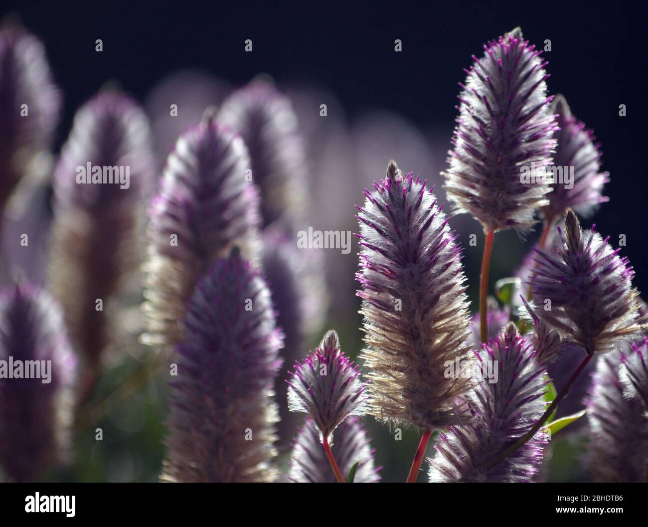 Australian native flowers purple hi-res stock photography and images ...