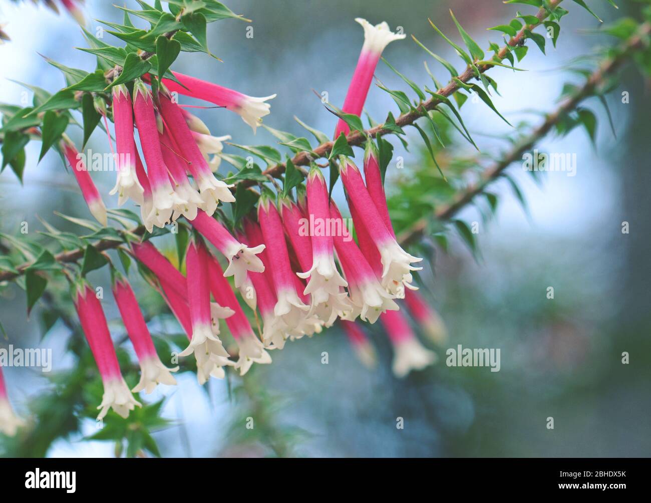 Pink, red and white bell-shaped flowers of the Australian Fuchsia Heath ...