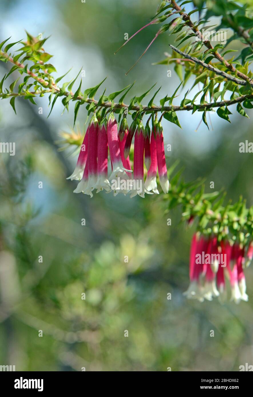Australian native fuchsia hi-res stock photography and images - Alamy