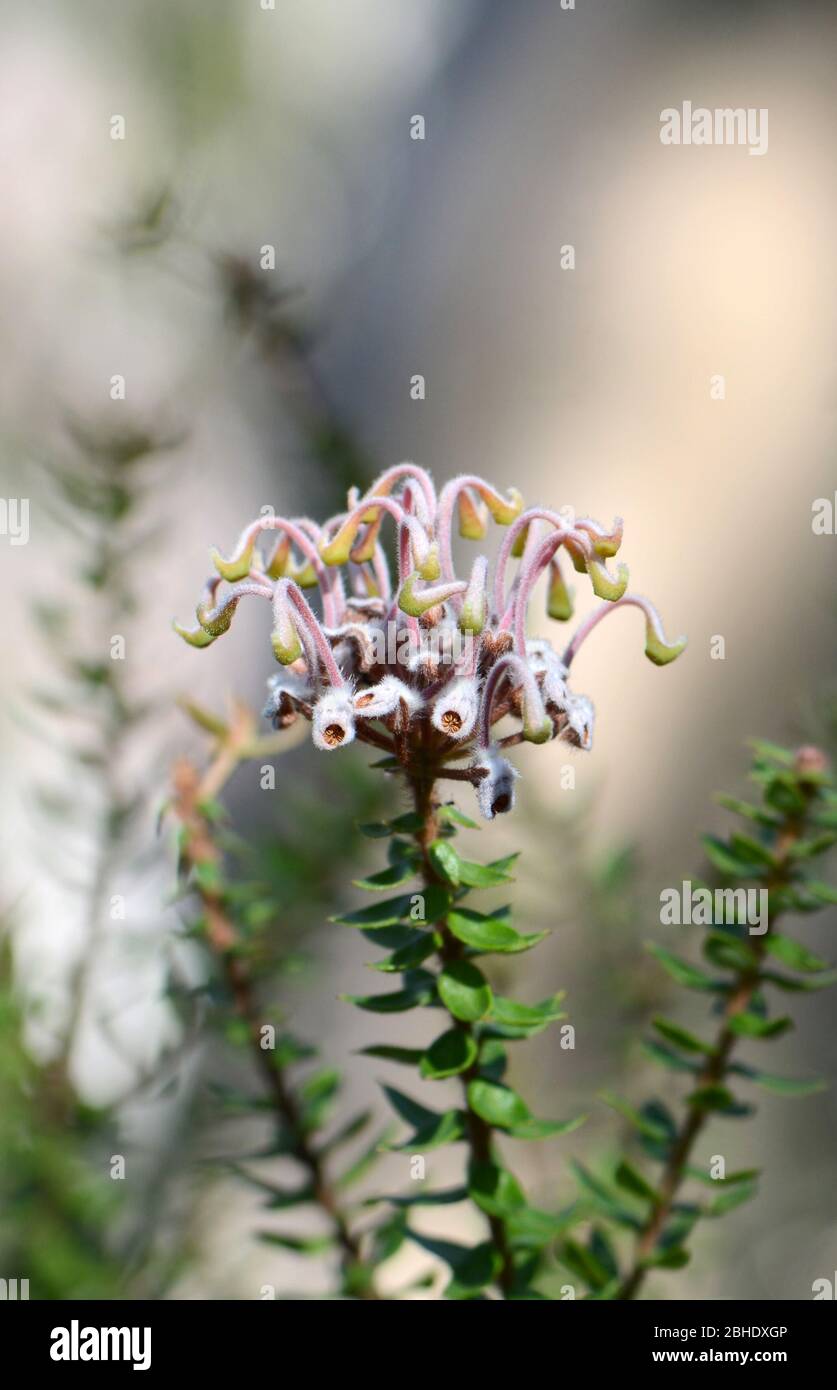 Australian native Grevillea buxifolia flower, family Proteaceae, at ...