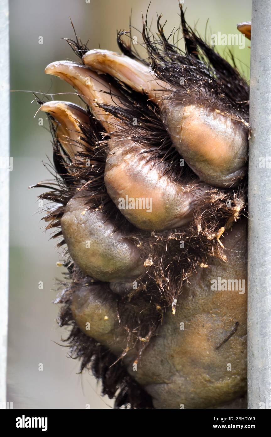 Ancient Chinese people believed that the Bear Paw is one of the most ...
