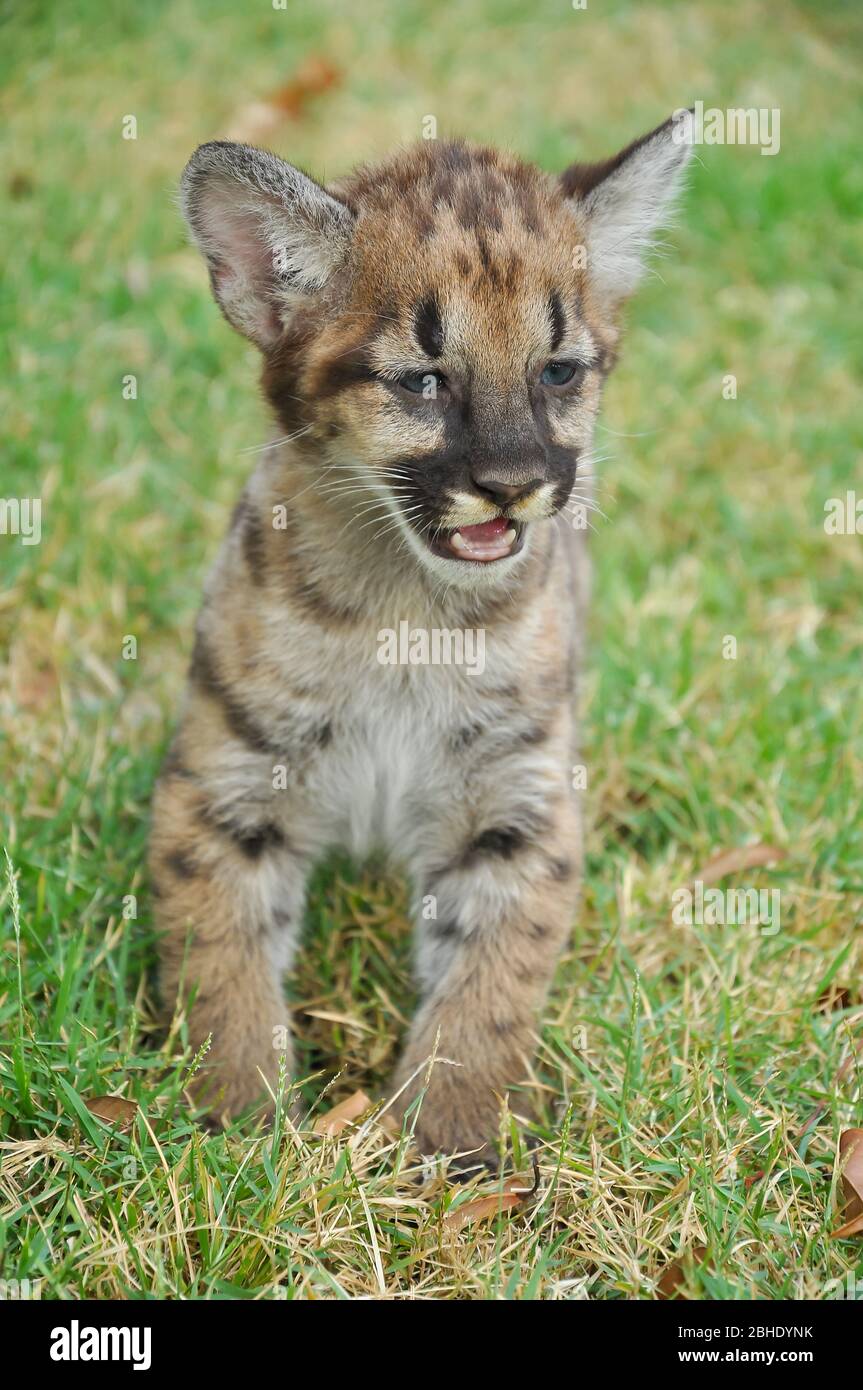 Baby Puma and kitten are very similar. But baby puma is a point along ...