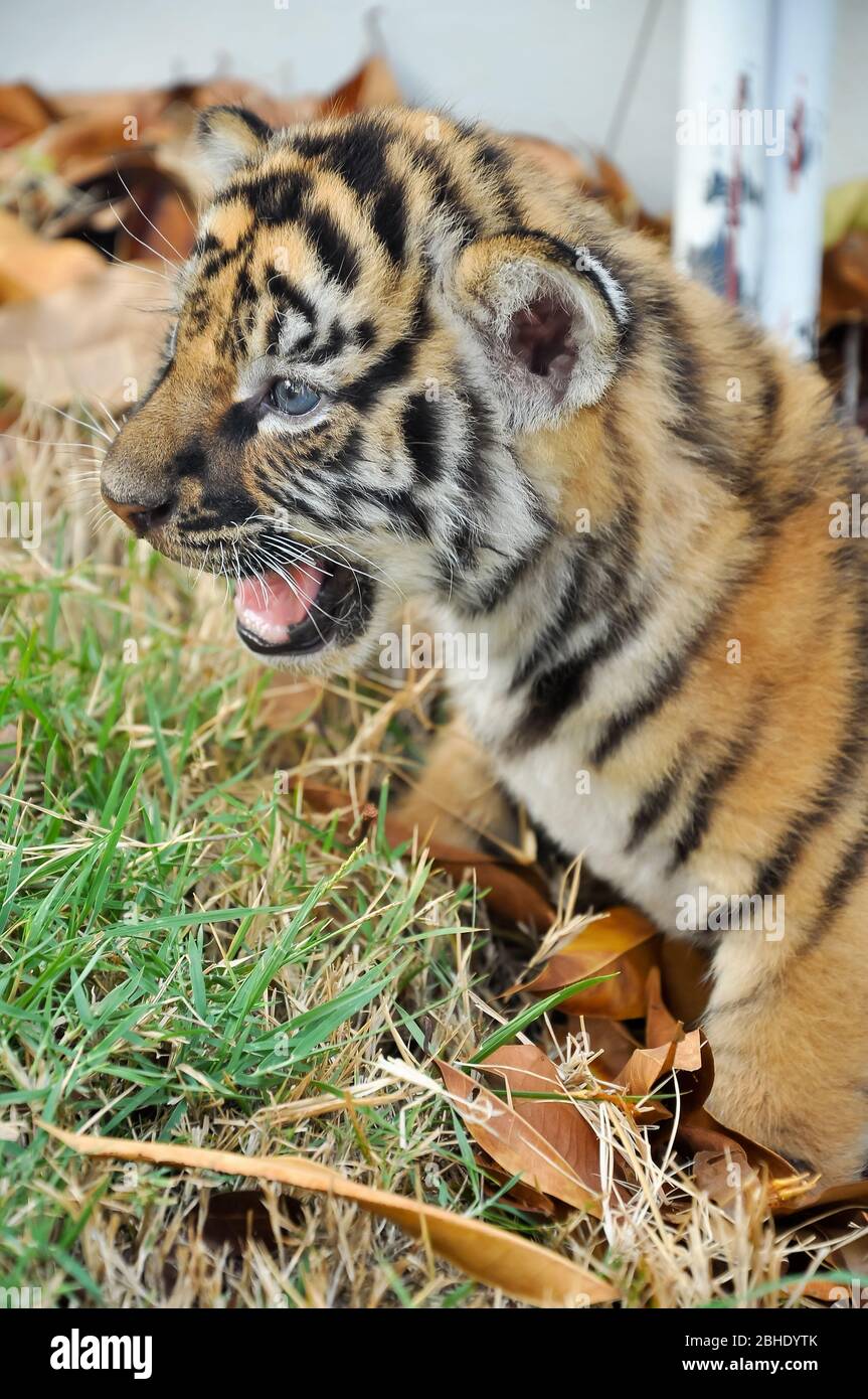 Baby bengal tiger and kitten are very similar. But baby bengal tiger is ...