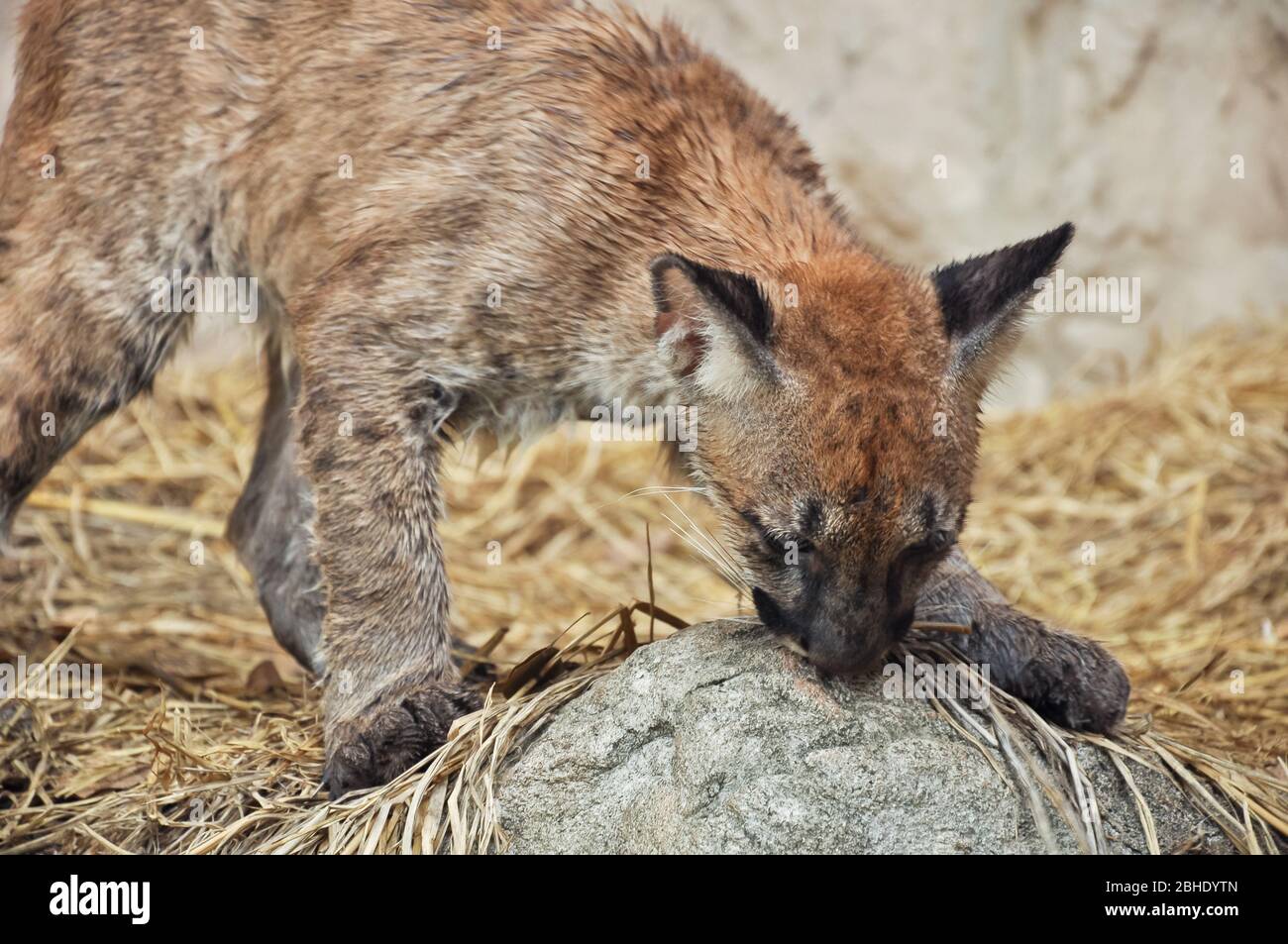 Baby Puma and kitten are very similar. But baby puma is a point along ...