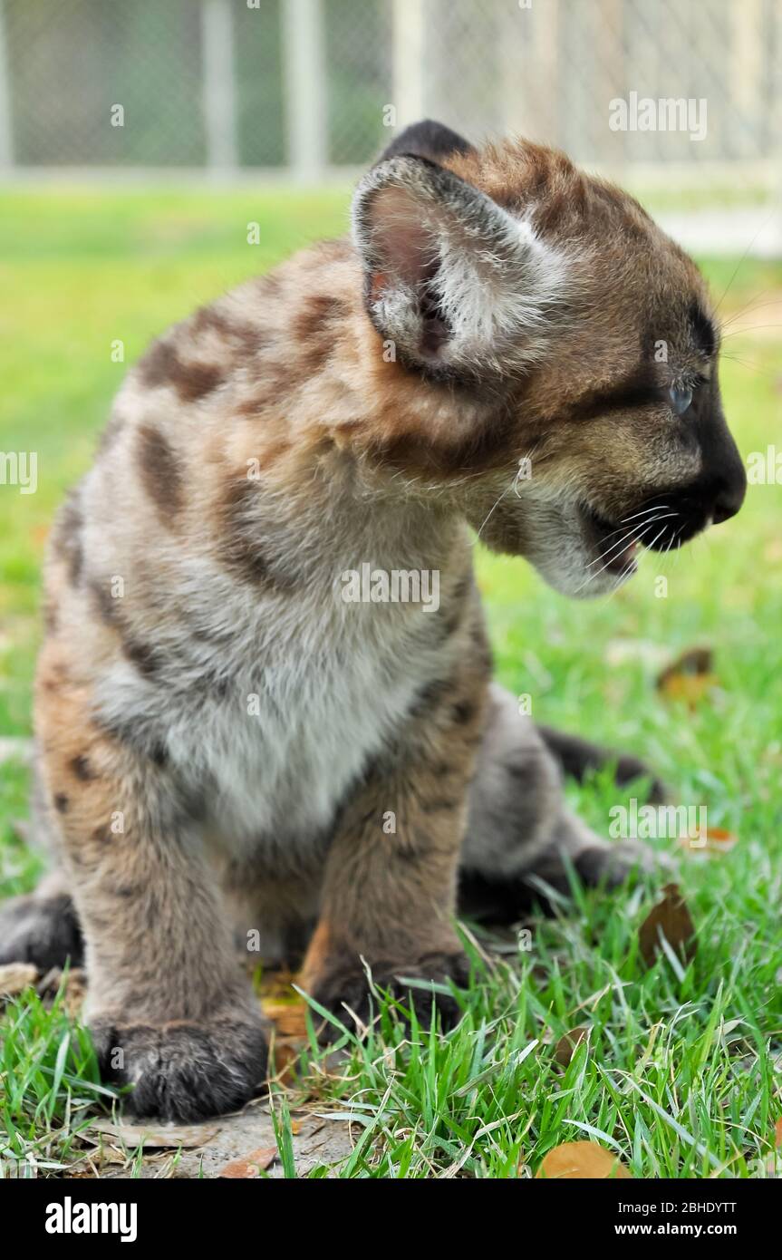 Baby Puma and kitten are very similar. But baby puma is a point along ...