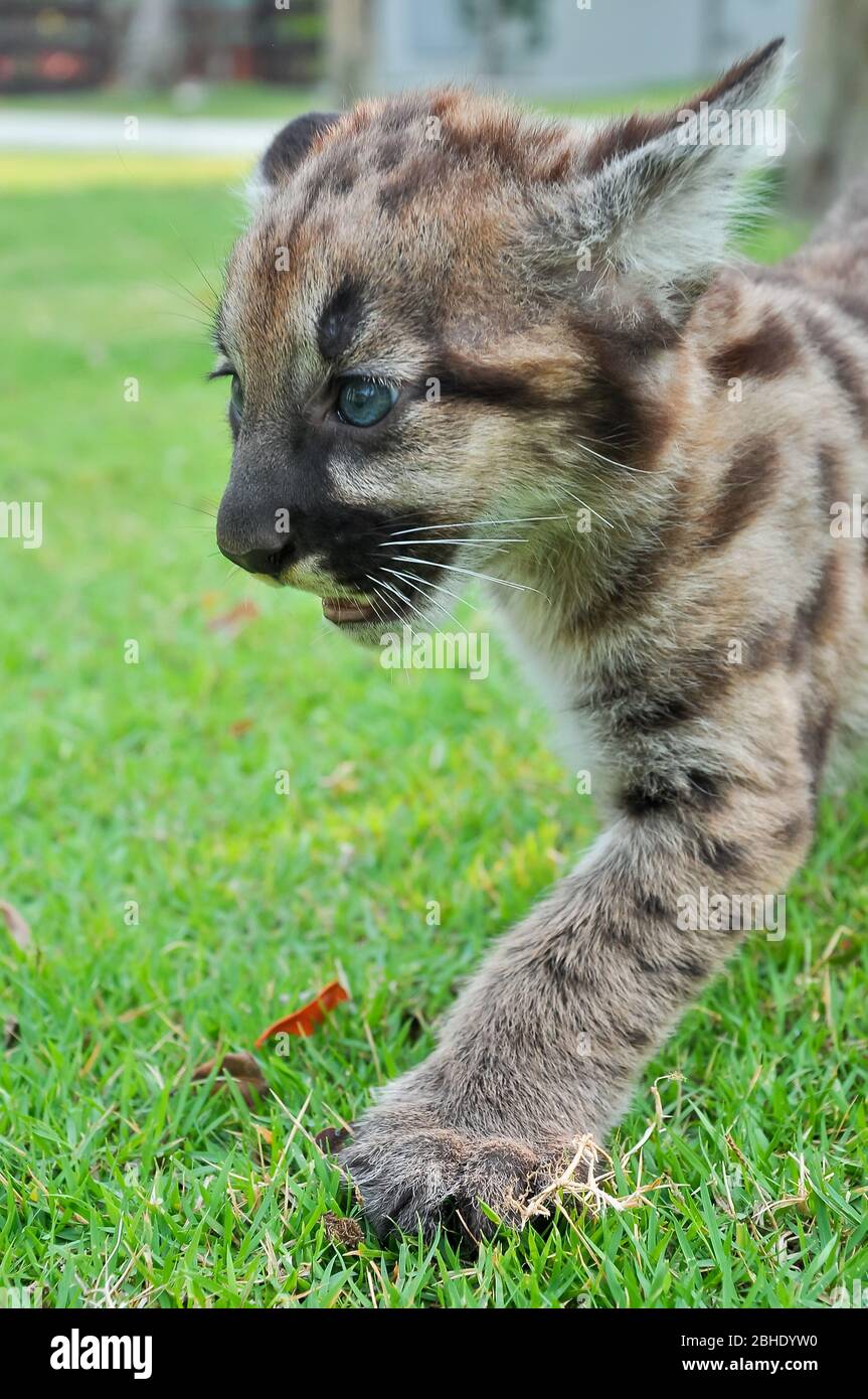 Baby Puma and kitten are very similar. But baby puma is a point along ...