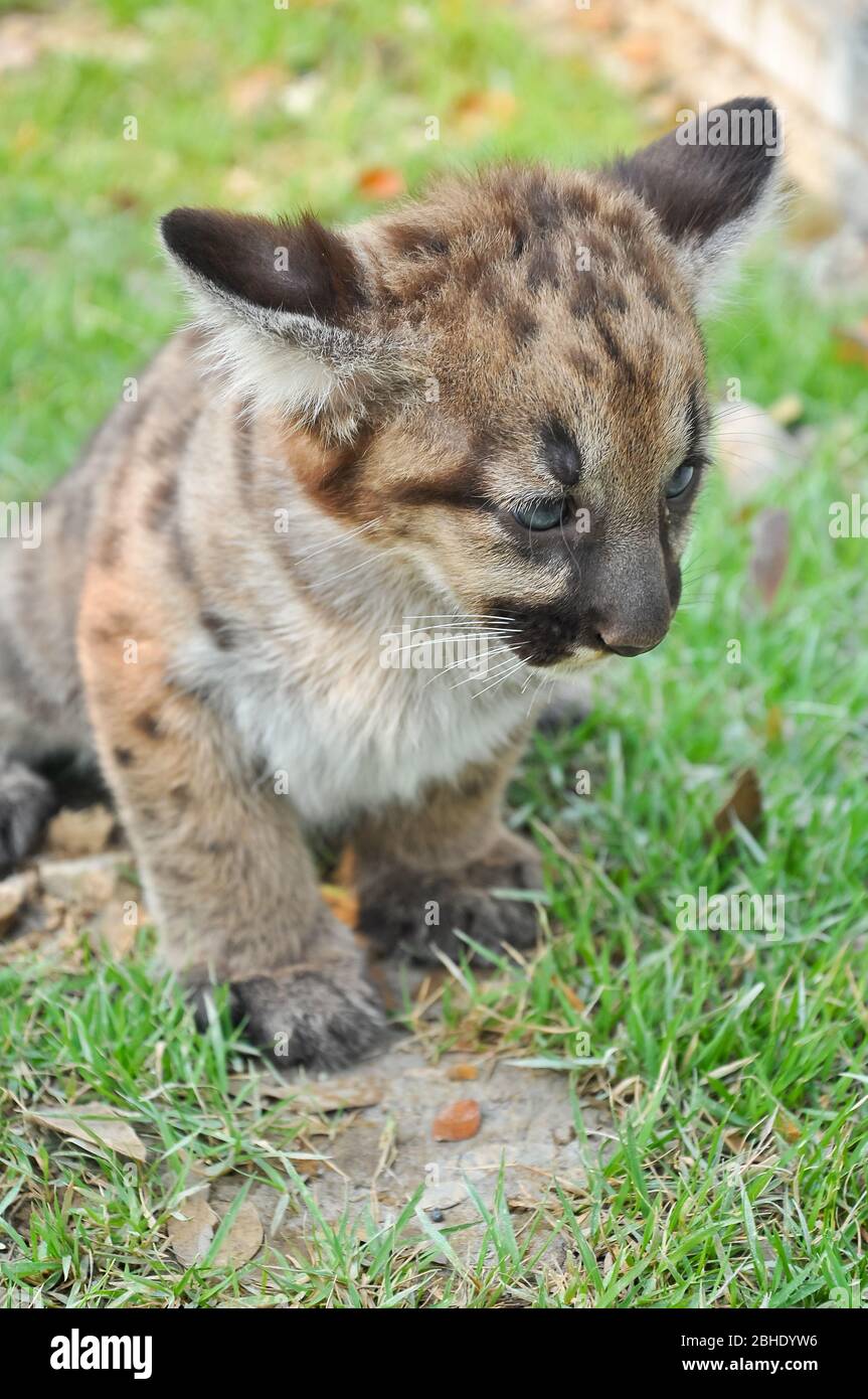 Baby Puma and kitten are very similar. But baby puma is a point along ...