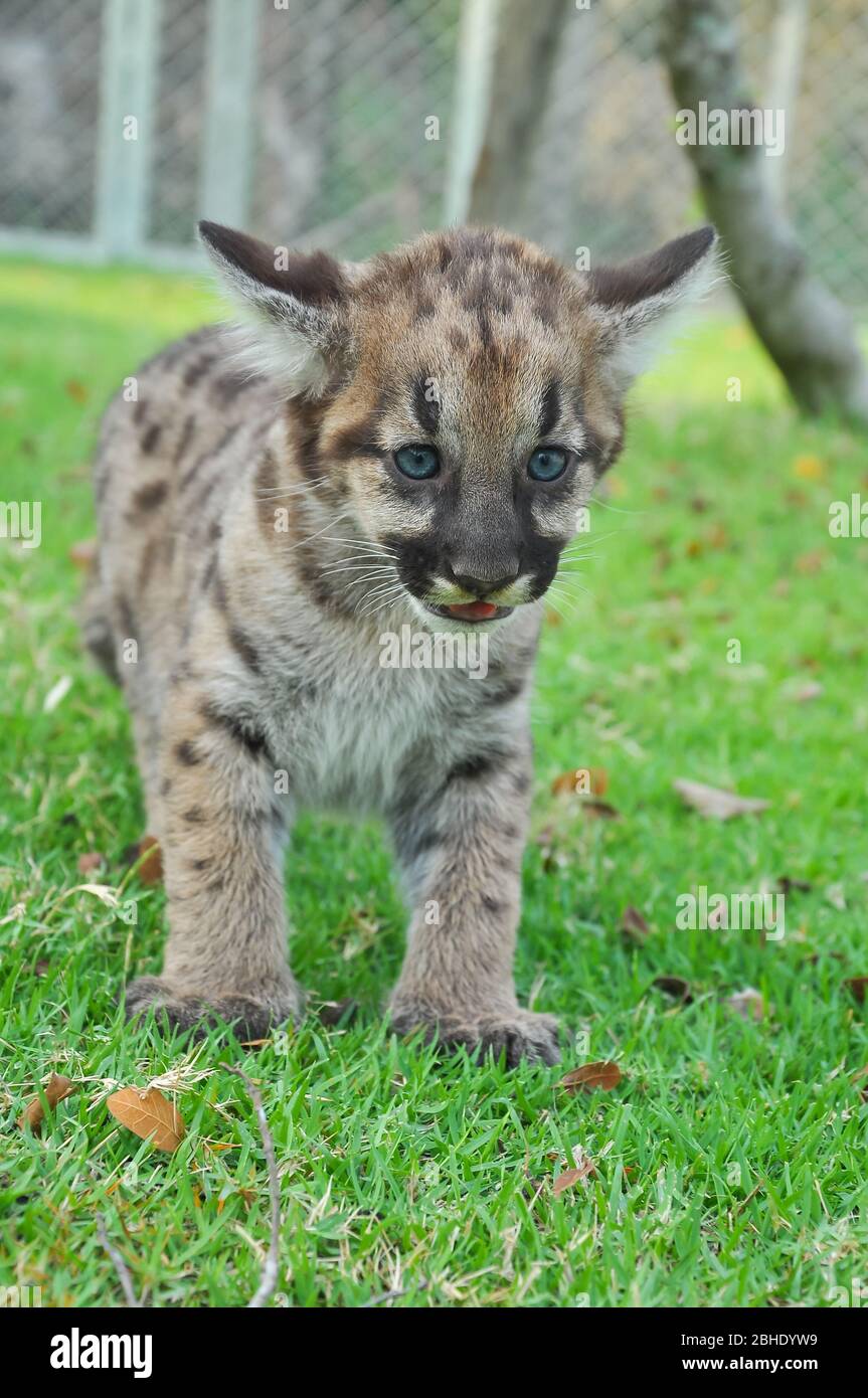 Baby Puma and kitten are very similar. But baby puma is a point along ...