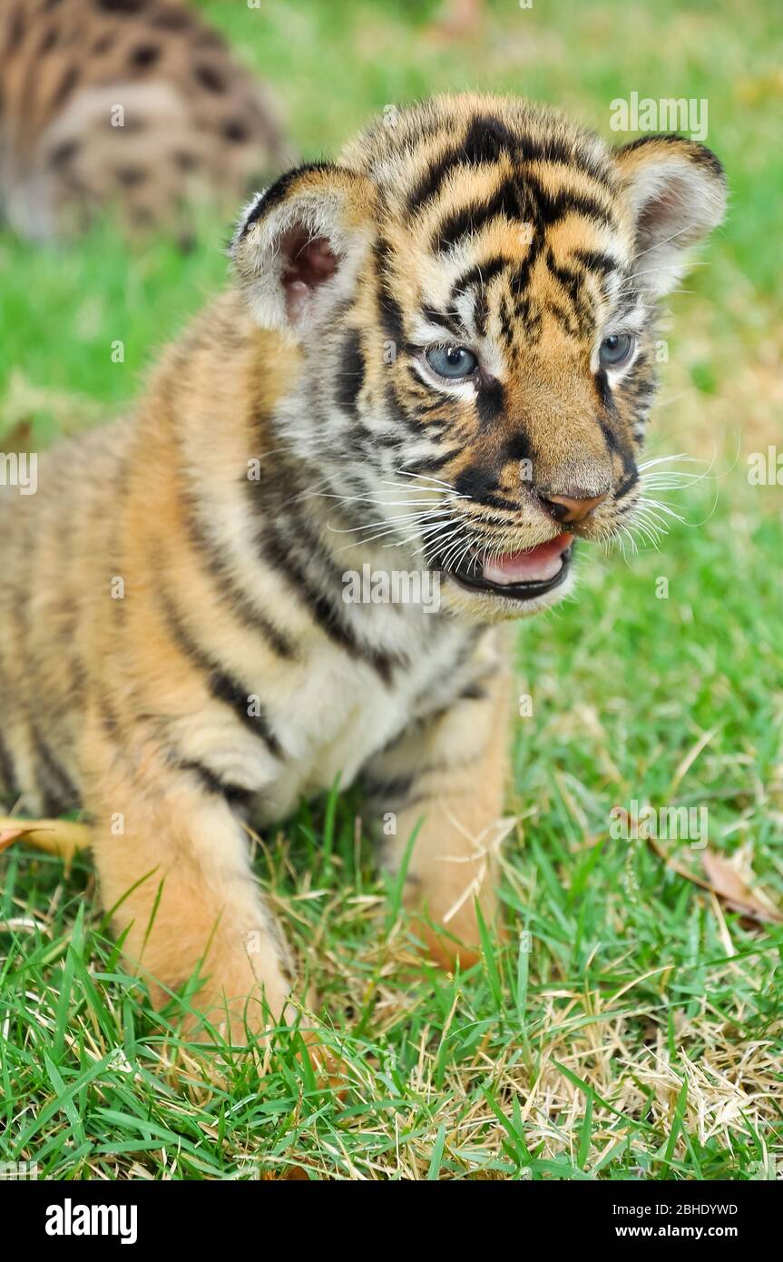 Bengal Tiger Kitten
