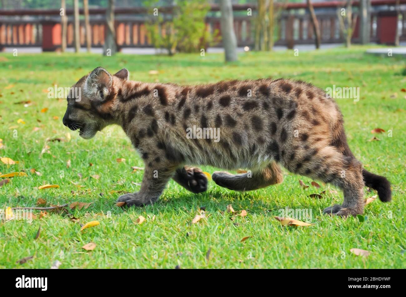 Baby Puma and kitten are very similar. But baby puma is a point along ...