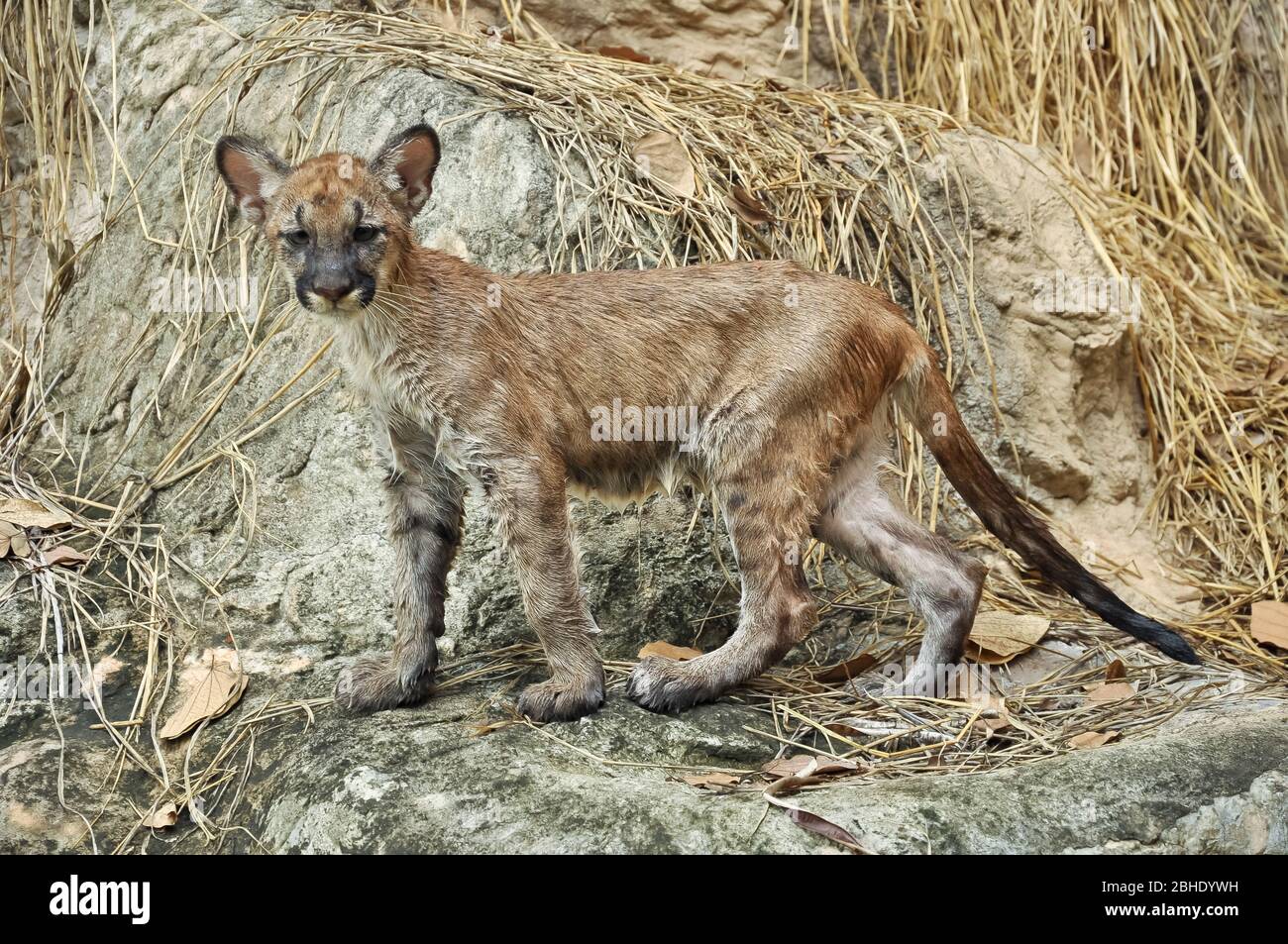 Baby Puma and kitten are very similar. But baby puma is a point along ...
