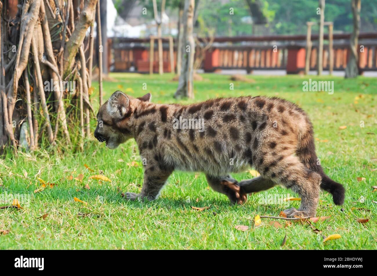 Baby Puma and kitten are very similar. But baby puma is a point along ...