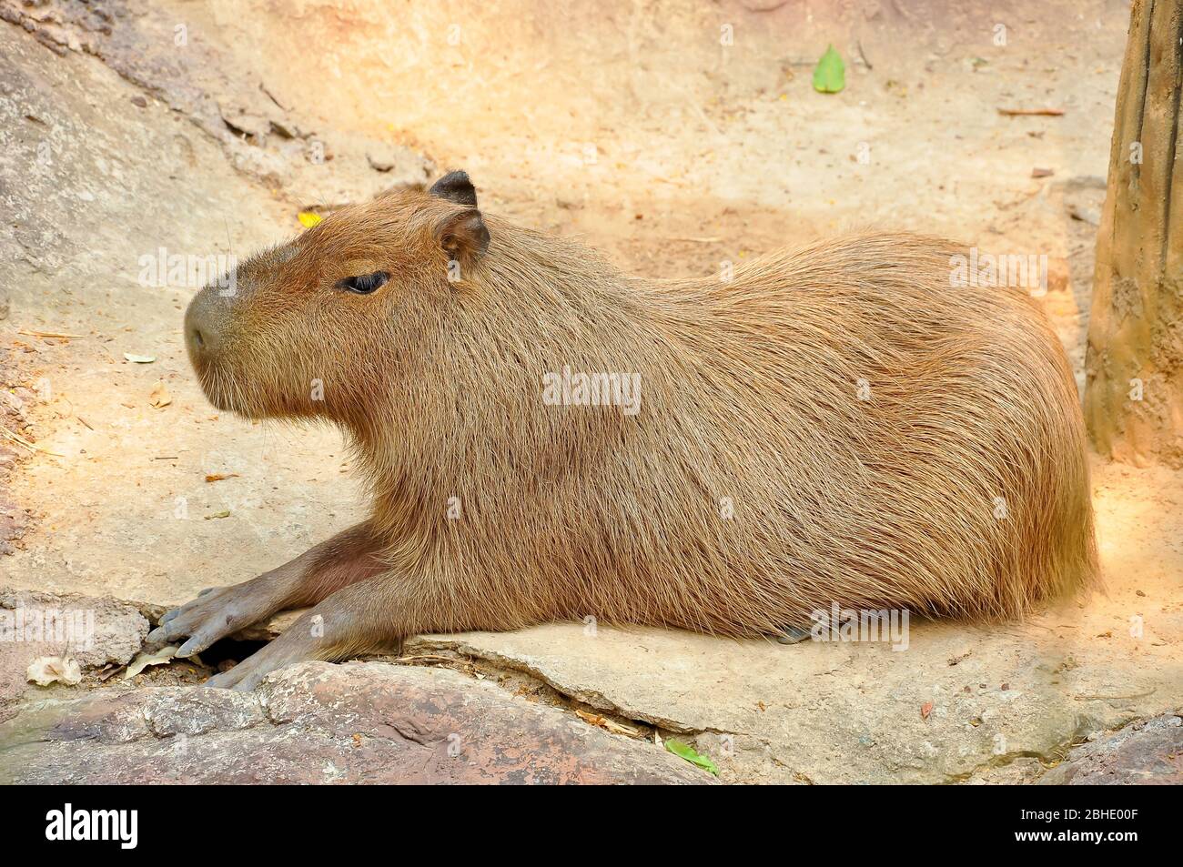 The capybara is the largest rodent Stock Photo - Alamy