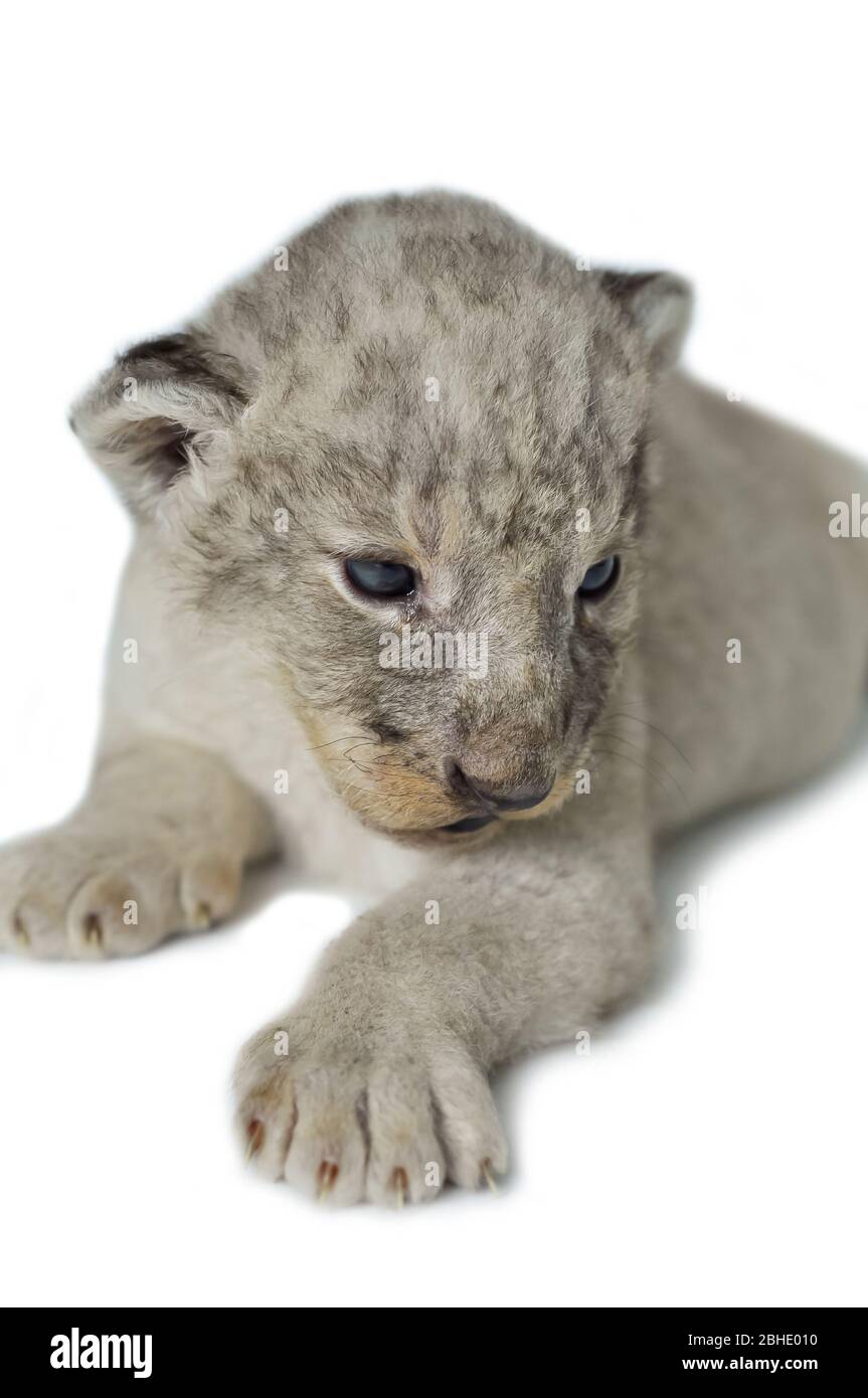A cute little lion cubs on the white background Stock Photo - Alamy