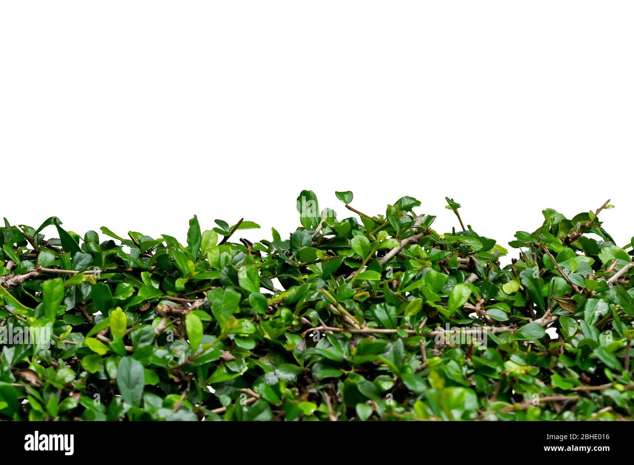 fresh spring green shrub isolated on white background Stock Photo - Alamy
