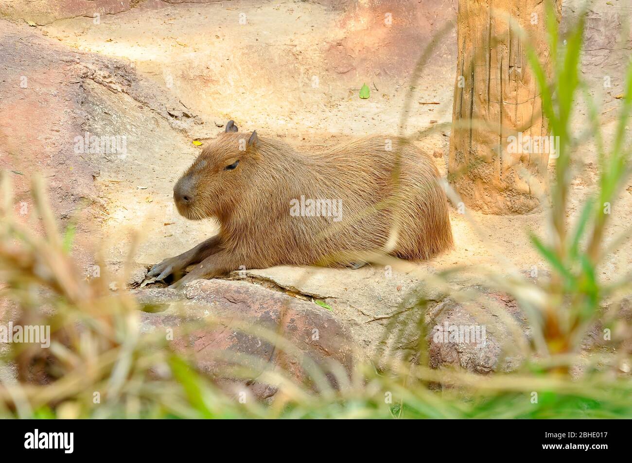 The capybara is the largest rodent Stock Photo - Alamy