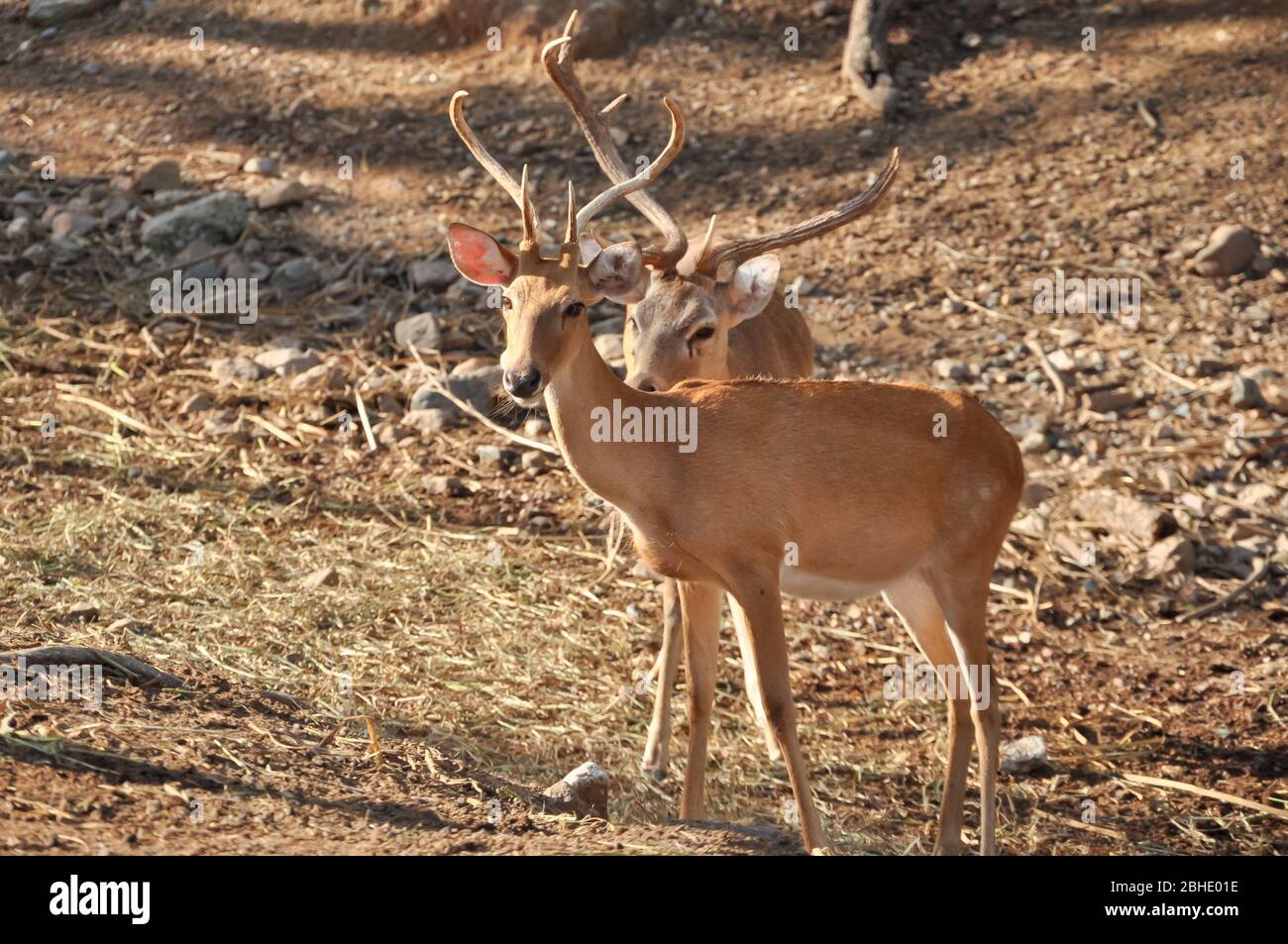 The Eld's deer is an endangered species of deer indigenous to Southeast ...