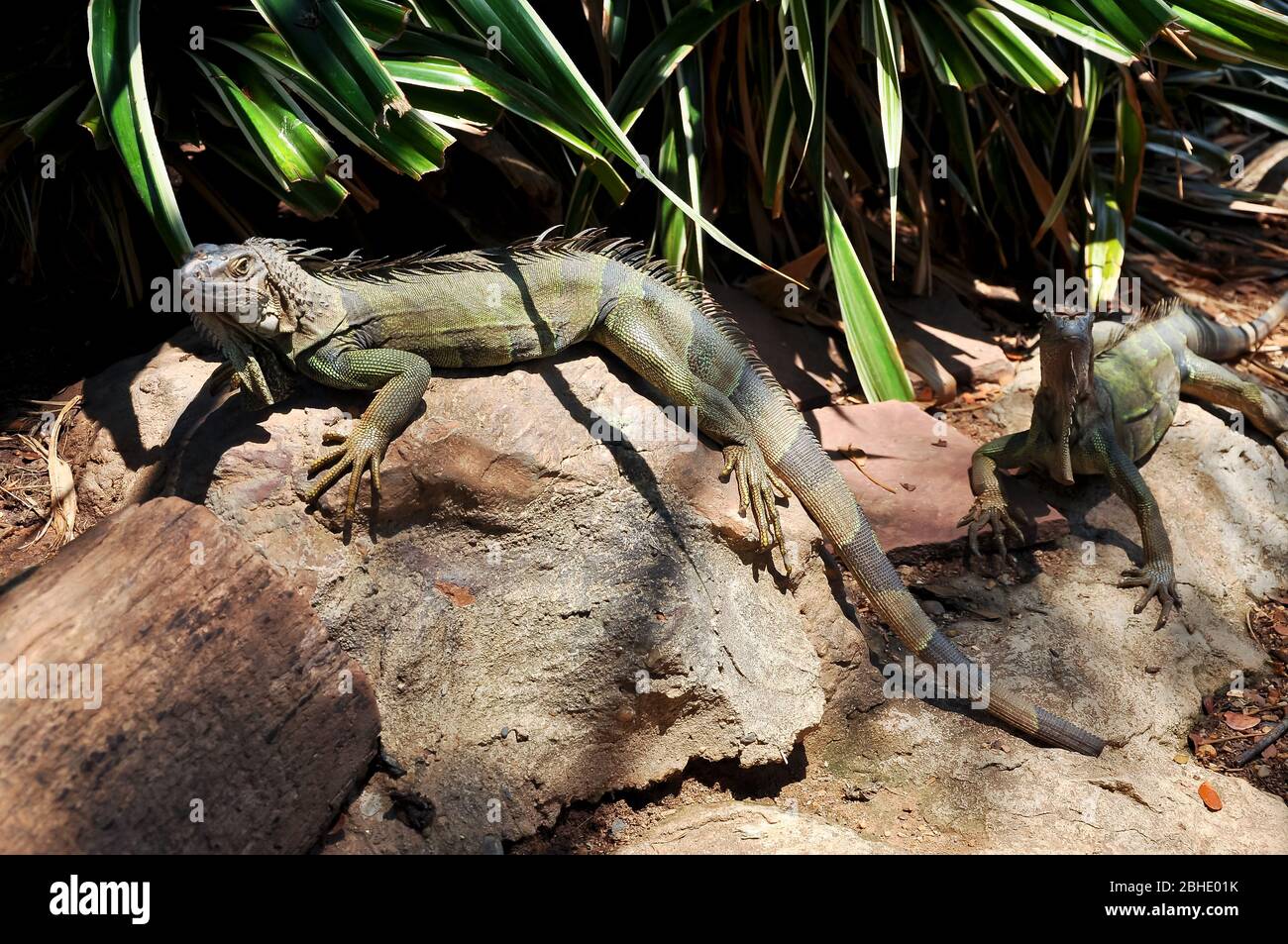 The male iguana is larger than the female and has a larger dewlap as ...