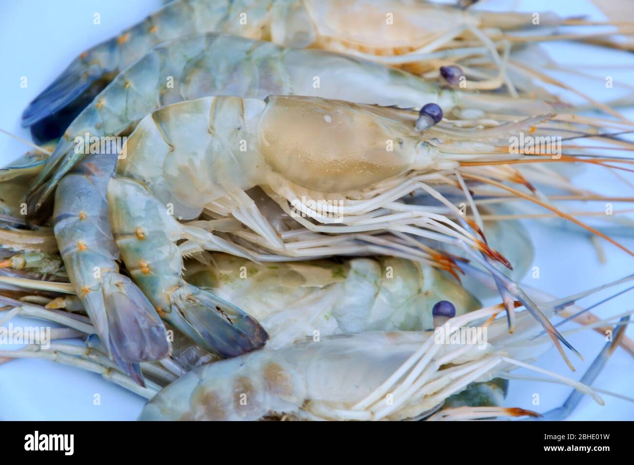 Vannamei shrimp hi-res stock photography and images - Alamy