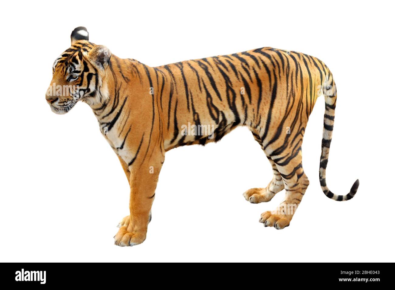 The Bengal tiger is the most numerous tiger subspecies Stock Photo - Alamy
