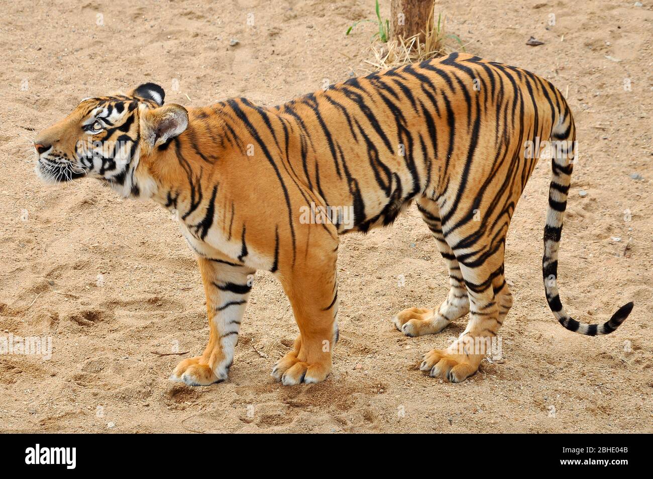 The Bengal tiger is the most numerous tiger subspecies Stock Photo - Alamy