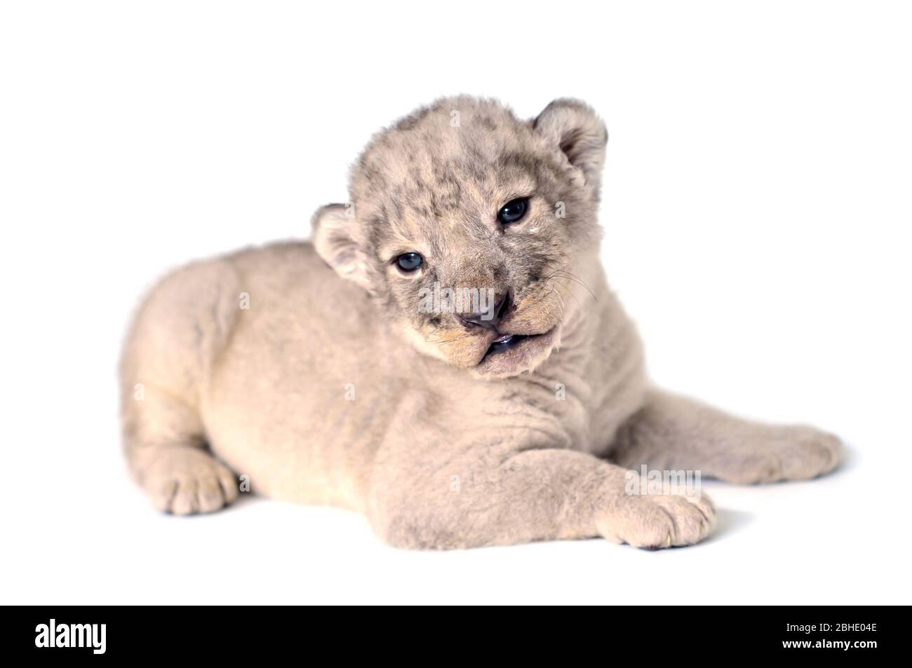 Cute White Lion Cubs Wallpaper