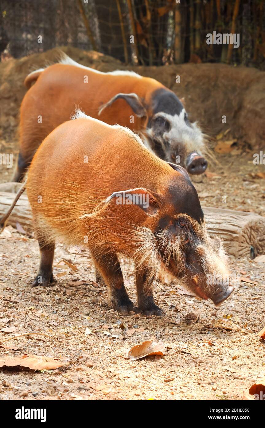 The red river hog, also known as the bush pig, is a pig living in ...