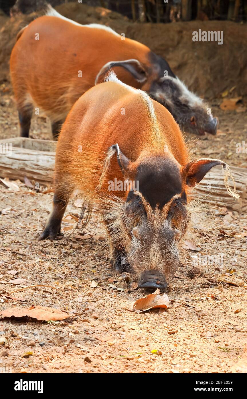 Types Of Hogs With Long Hair
