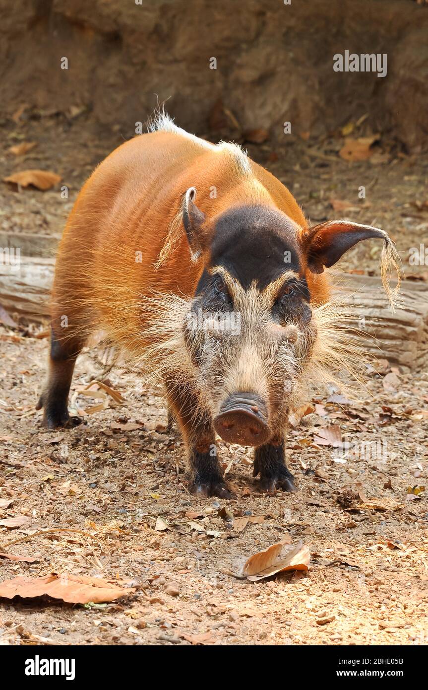 Types Of Hogs With Long Hair