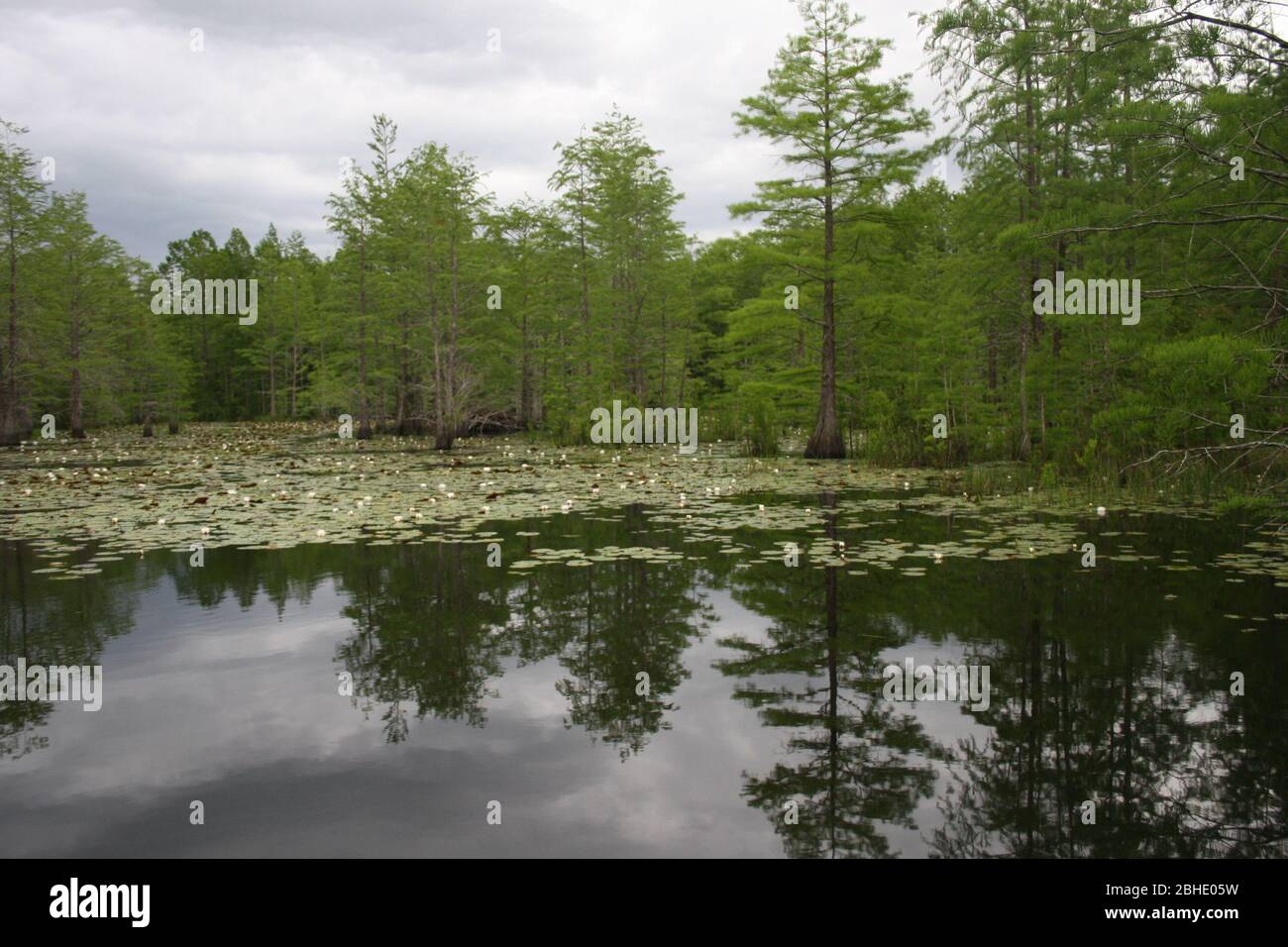Alabama bayou hi-res stock photography and images - Alamy