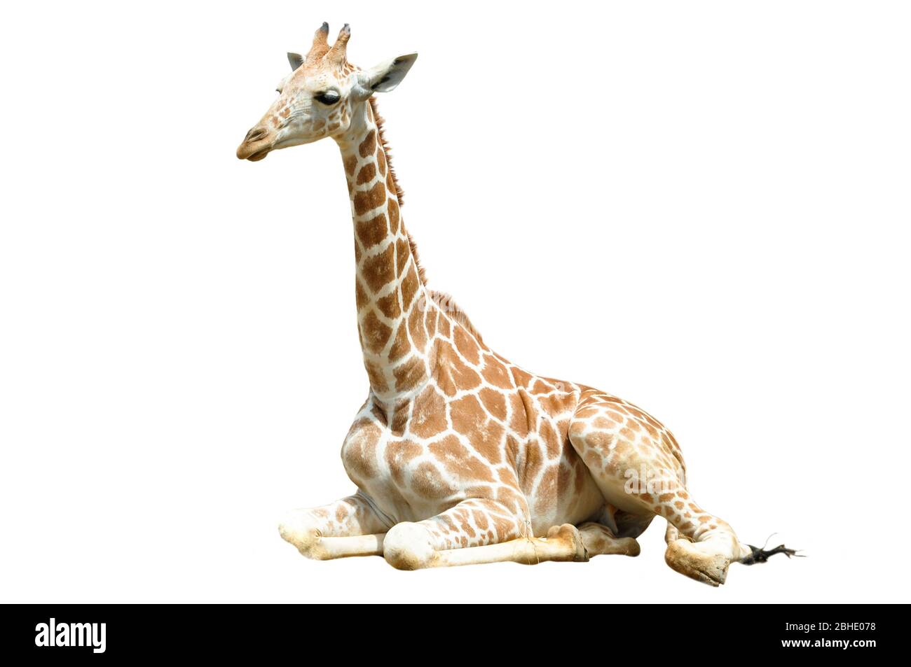 Baby giraffe mouth open Cut Out Stock Images & Pictures - Alamy