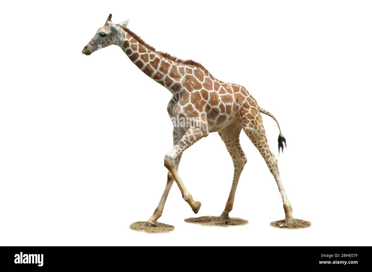 Giraffes in their habitat Cut Out Stock Images & Pictures - Alamy