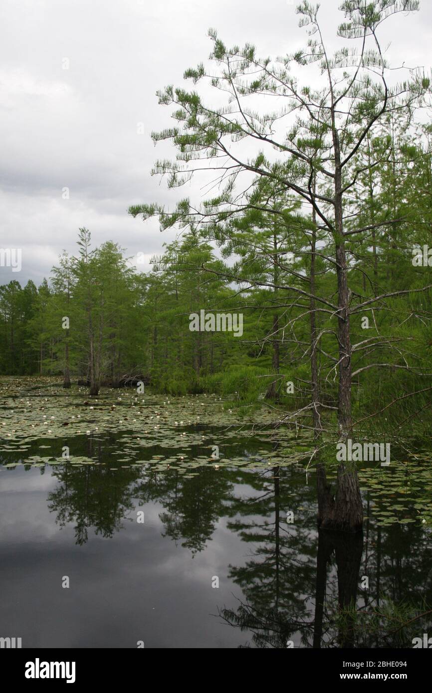 Alabama bayou hi-res stock photography and images - Alamy