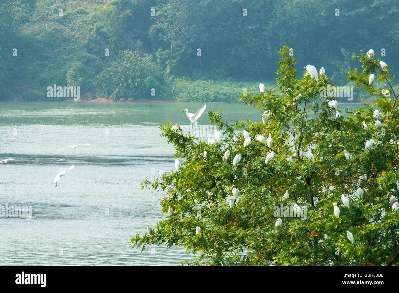 A flock of egrets flying over the river Stock Photo - Alamy
