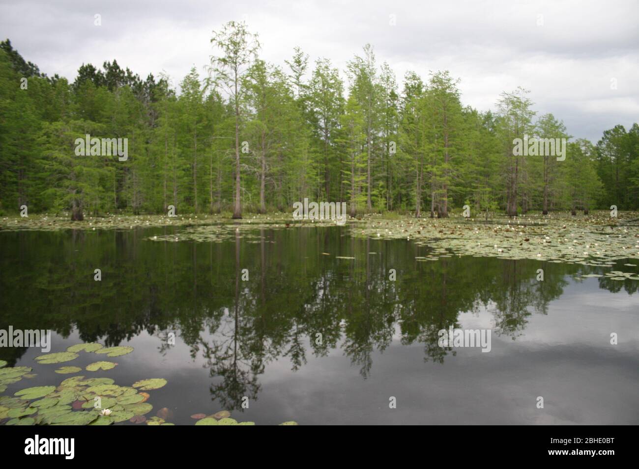 Alabama bayou hi-res stock photography and images - Alamy