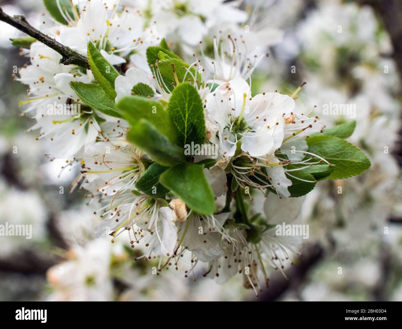 Hawthorn wood hi-res stock photography and images - Alamy