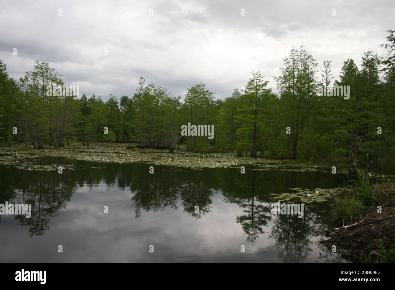 Alabama bayou hi-res stock photography and images - Alamy