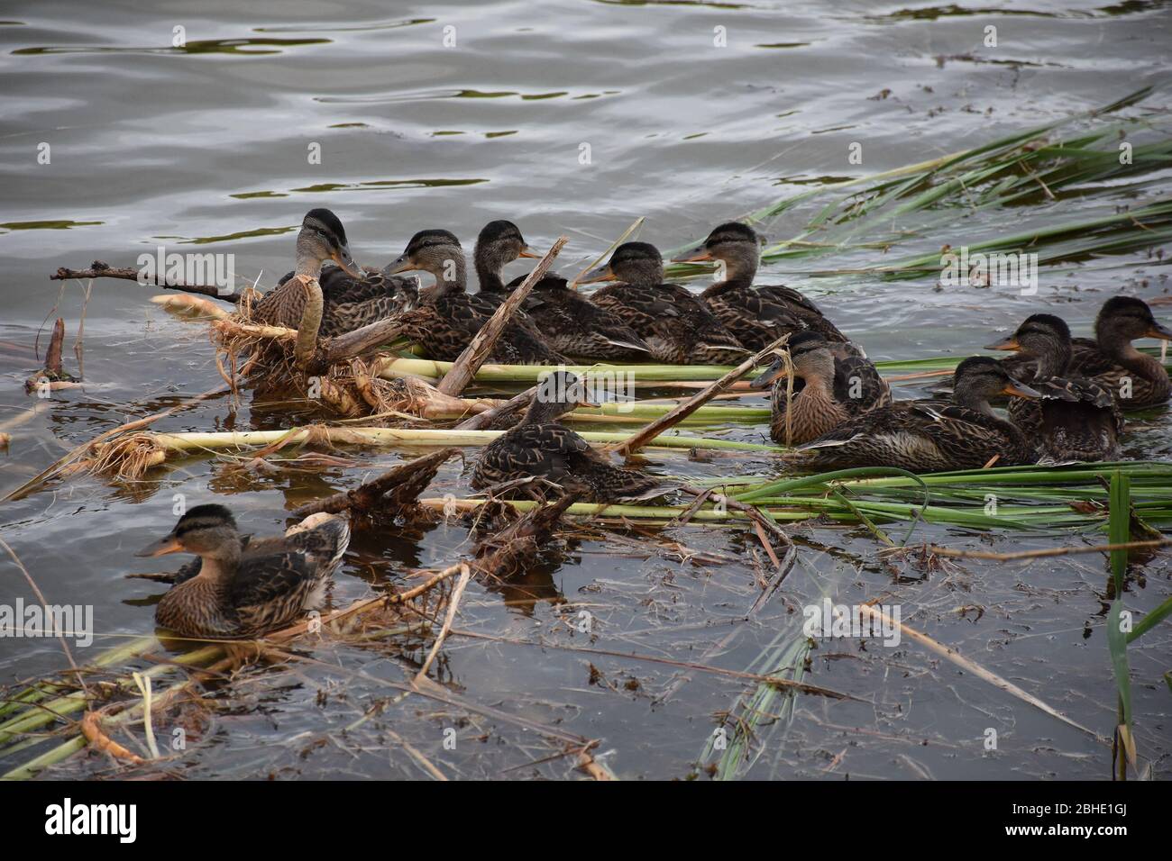 Eight wild ducks float on the surface of the water along with aquatic ...