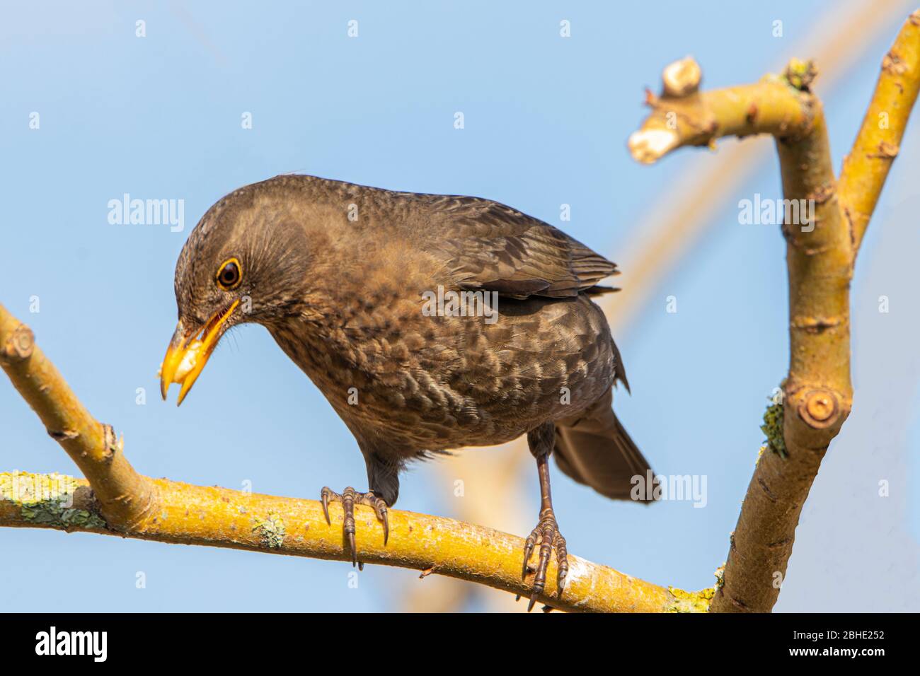 Common Blackbird, Female, Turdus merula, perched in a British Garden in ...