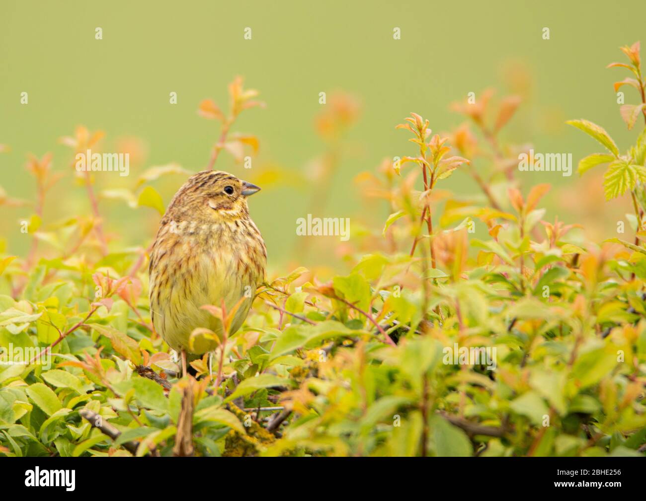 Female yellowhammer, Emberiza citrinella, perched on a hedgerow ...