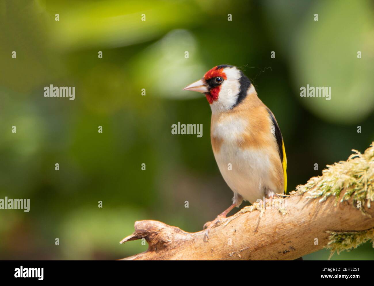 Young Goldfinch, Carduelis Carduelis, garden and countryside bird ...