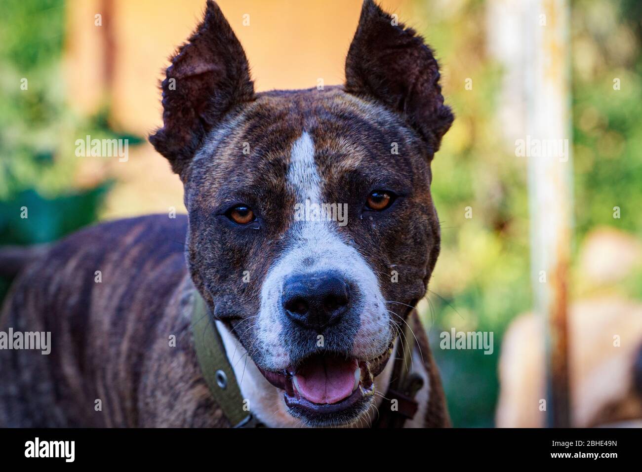 Muzzle of a large evil guard dog with large teeth close-up. The open ...