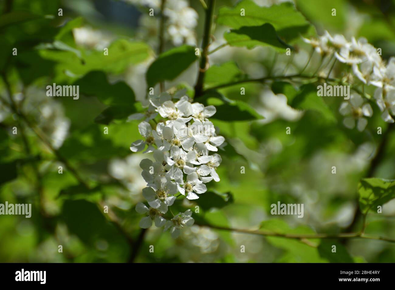 Apfelblüte frost hi-res stock photography and images - Alamy